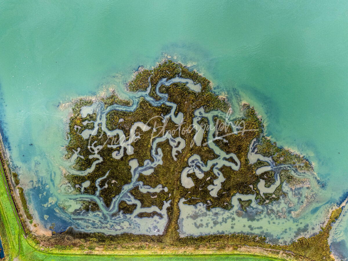 Saltmarsh Tree, Essex - Crisp Photography