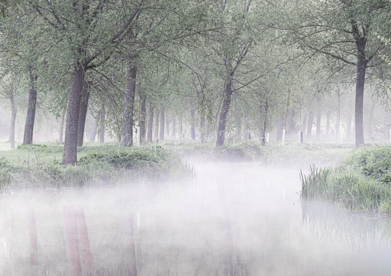 Winding through the willows on a misty morning - Crisp Photography